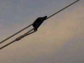 Frank's Weekender Project - A Simple and Elegant Topping Lift